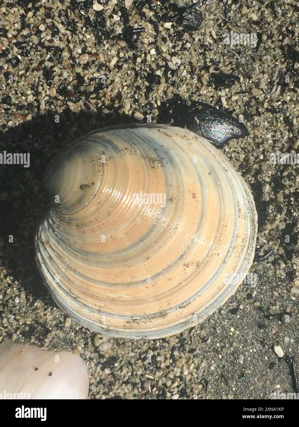 Coarse Dosinia (Dosinia anus) Mollusca Stock Photo - Alamy