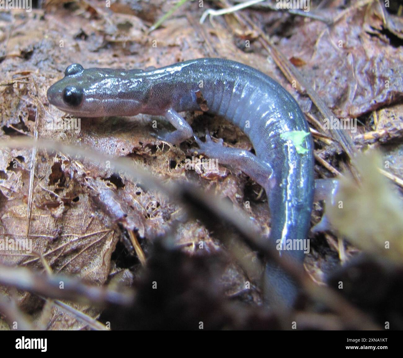 Northern Gray-cheeked Salamander (Plethodon montanus) Amphibia Stock ...