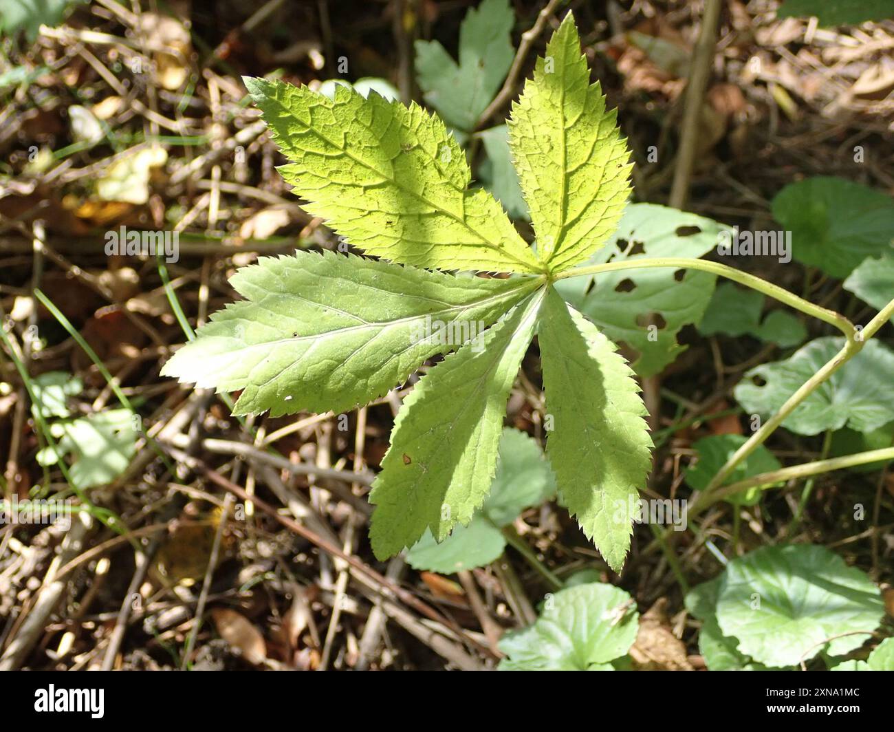 Black Snakeroot (Sanicula canadensis) Plantae Stock Photo - Alamy