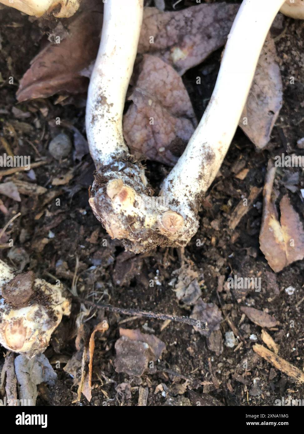Yellow Stainer (Agaricus xanthodermus) Fungi Stock Photo - Alamy