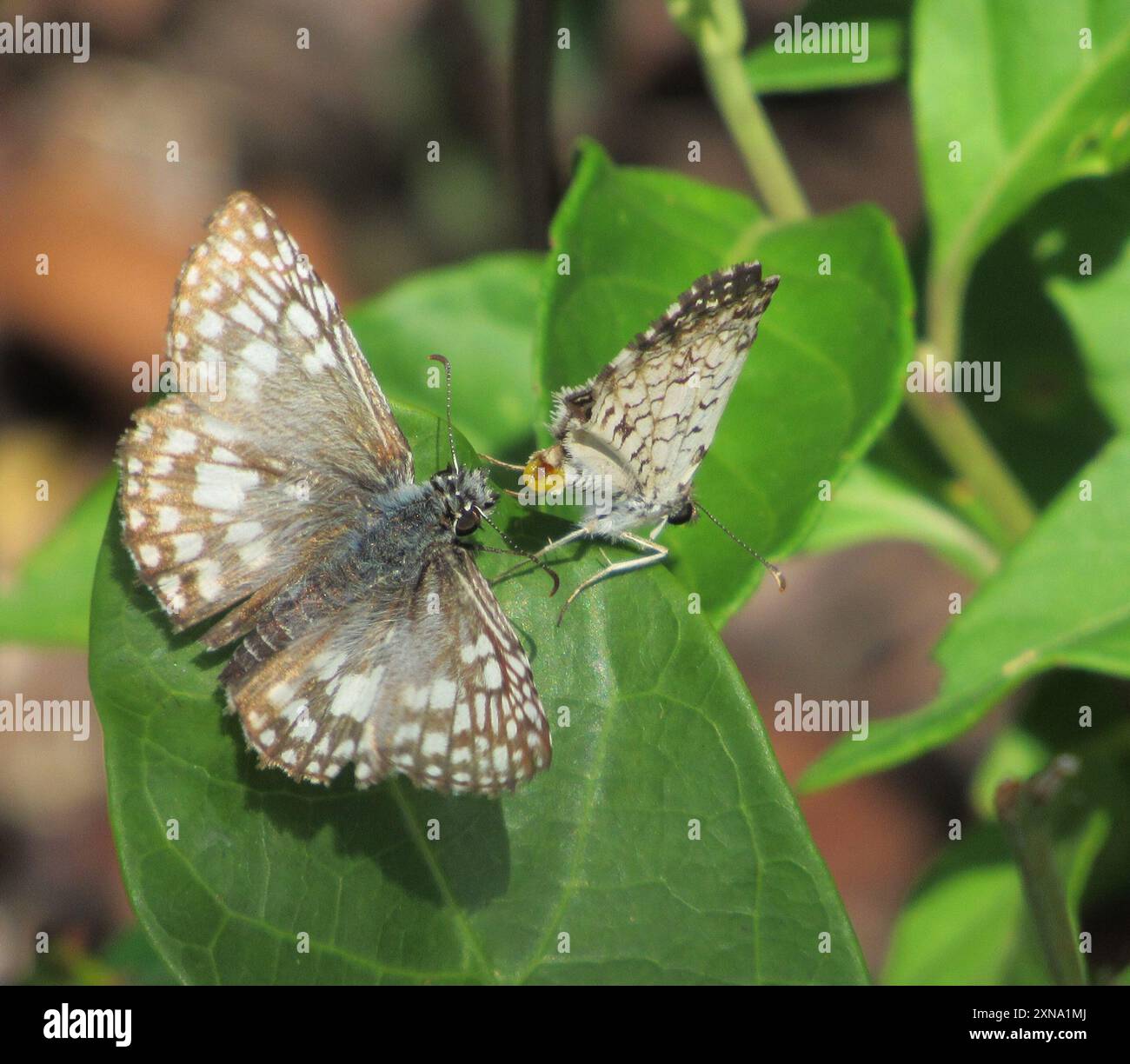 Orcus checkered skipper hi-res stock photography and images - Alamy