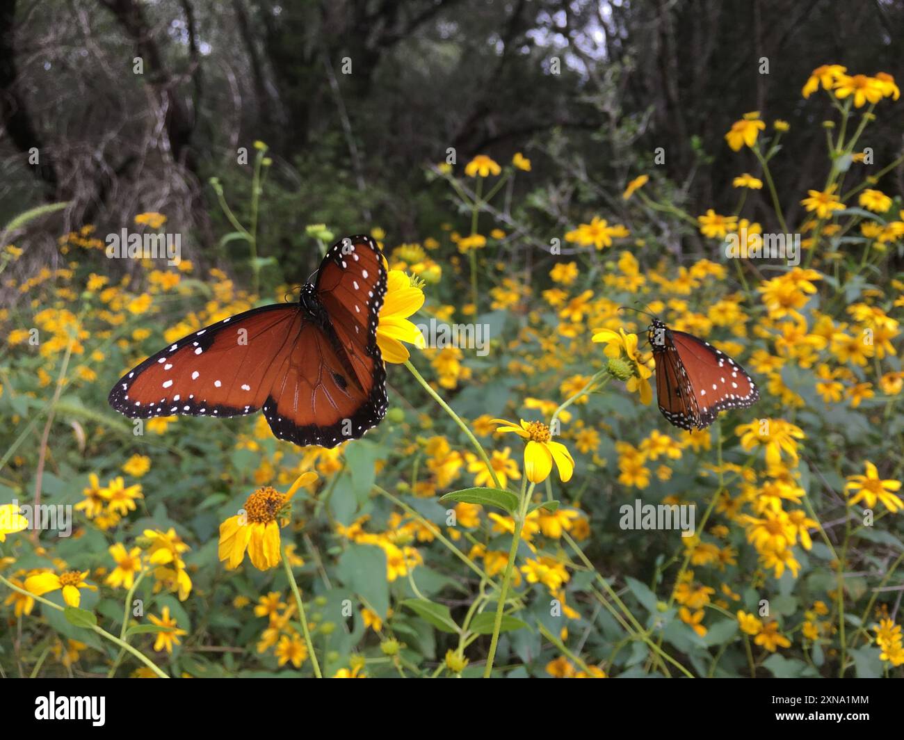 Queen (Danaus gilippus) Insecta Stock Photo - Alamy