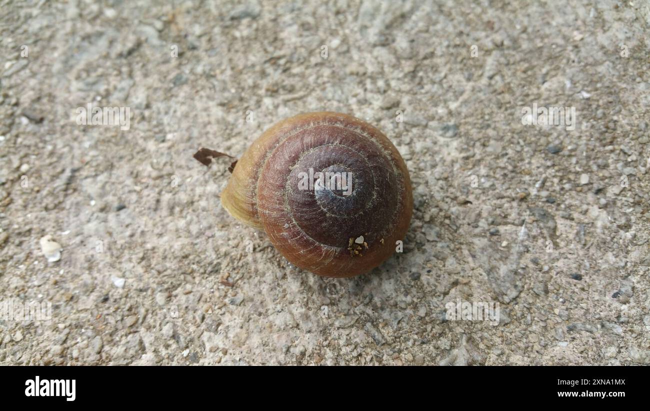 Scarred Camaena (Camaena cicatricosa) Mollusca Stock Photo - Alamy