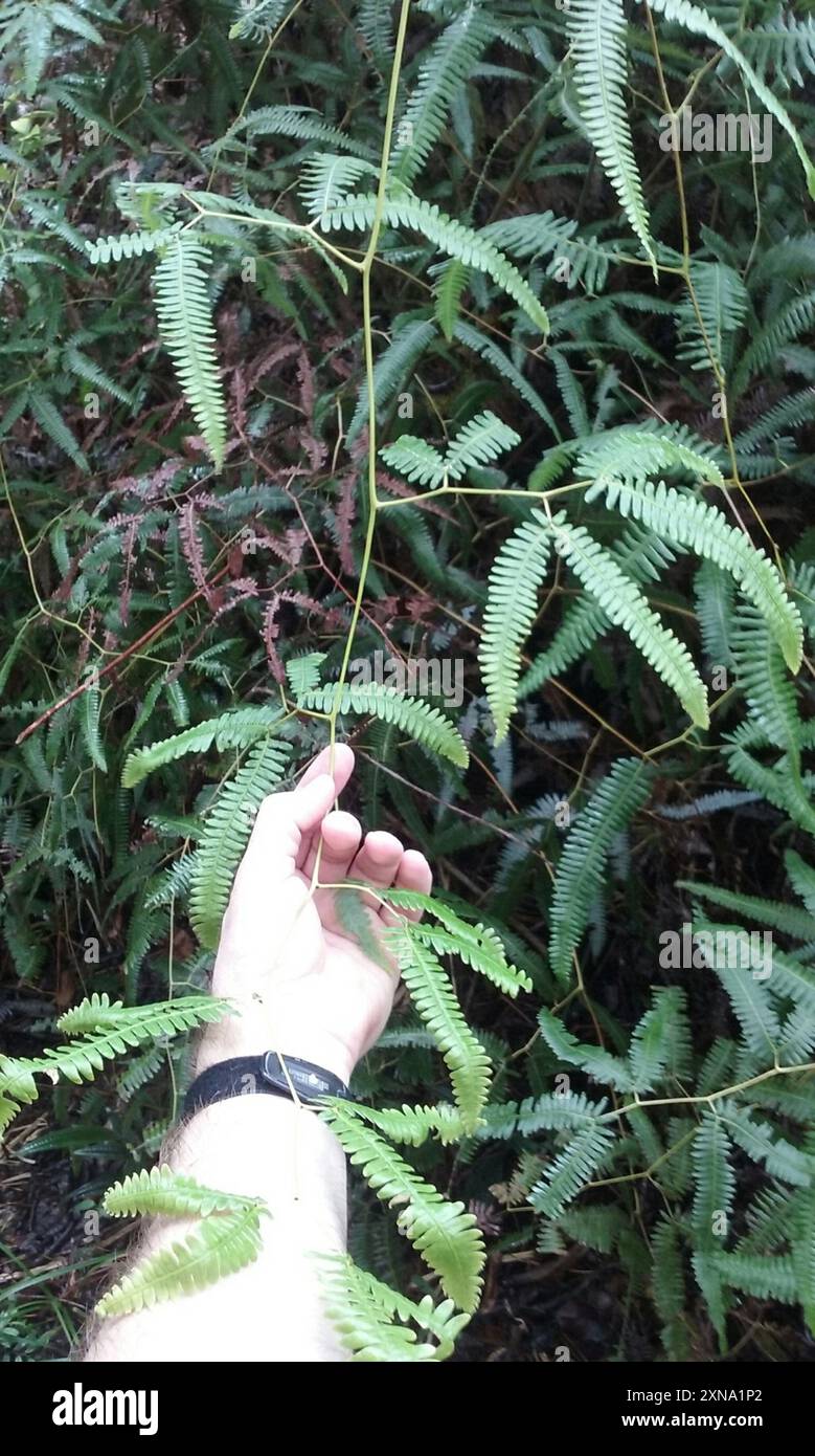 Comb Forkedfern (Gleichenella pectinata) Plantae Stock Photo - Alamy