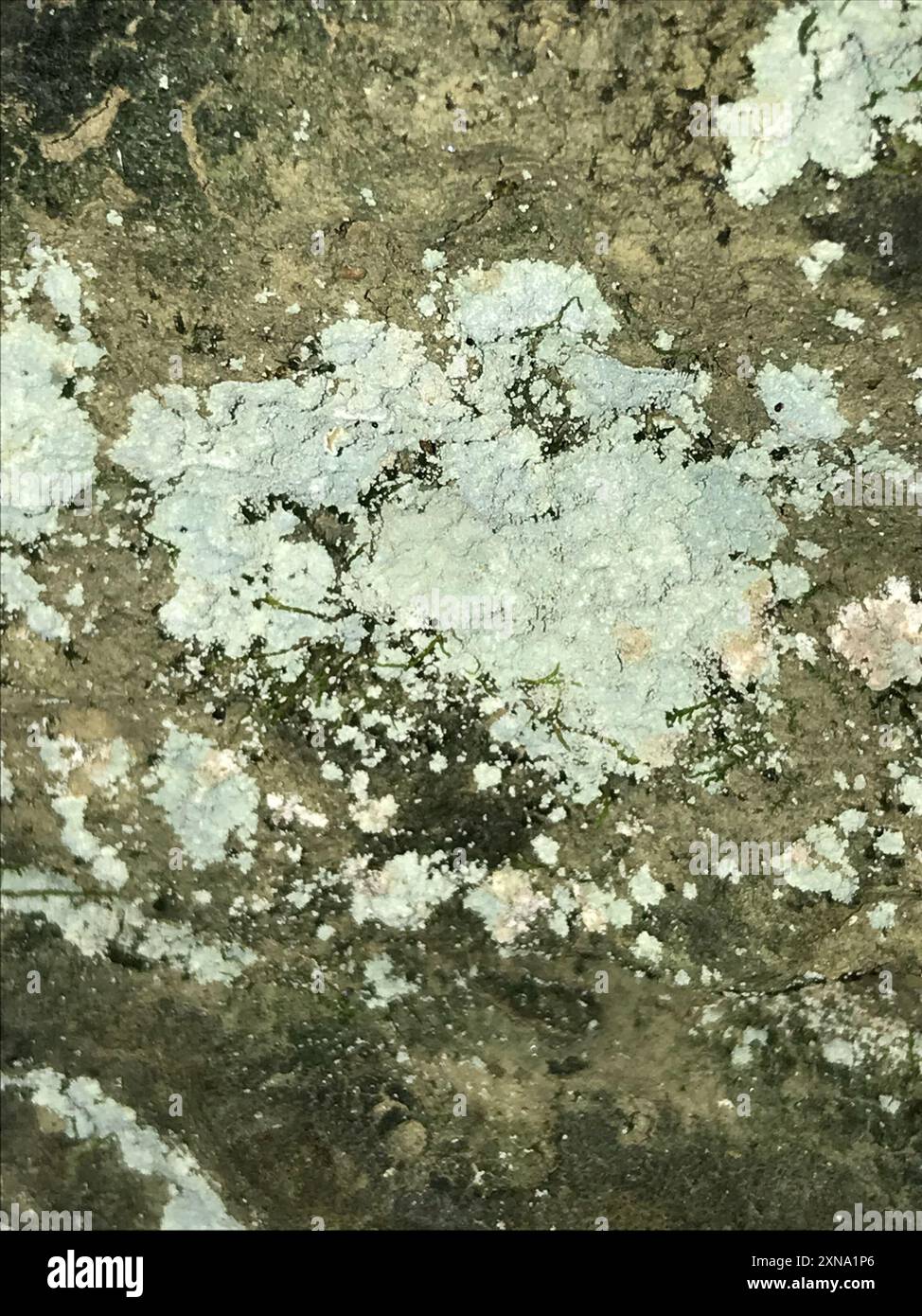 Fluffy Dust Lichen (Lepraria finkii) Fungi Stock Photo - Alamy