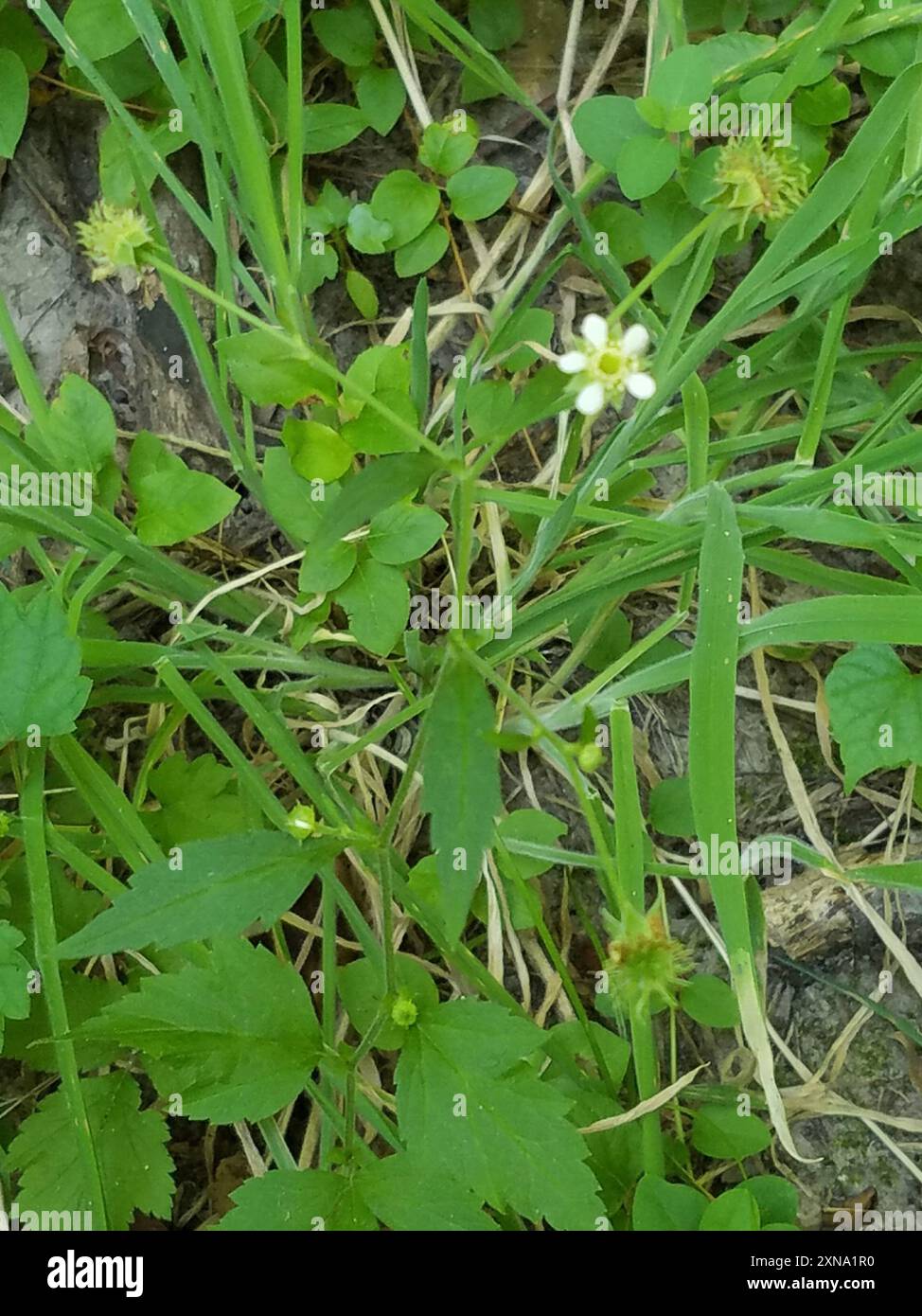 white avens (Geum canadense) Plantae Stock Photo - Alamy