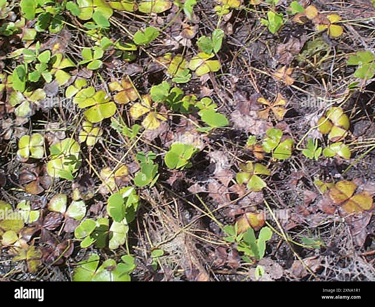 Helicopter Ferns (Marsilea) Plantae Stock Photo - Alamy