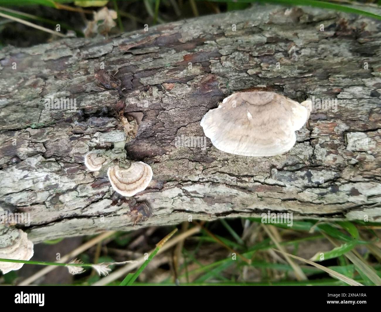 False Turkey-Tail (Stereum ostrea) Fungi Stock Photo - Alamy