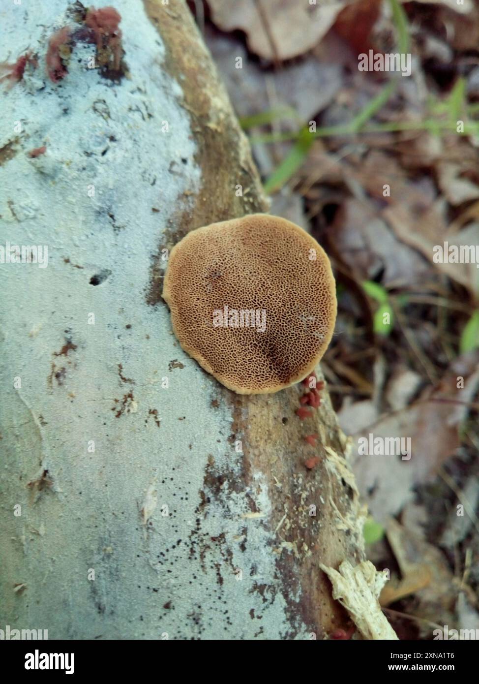 shelf fungi (Polyporales) Fungi Stock Photo - Alamy