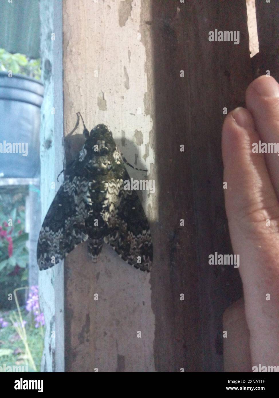 Rustic Sphinx (Manduca rustica) Insecta Stock Photo - Alamy