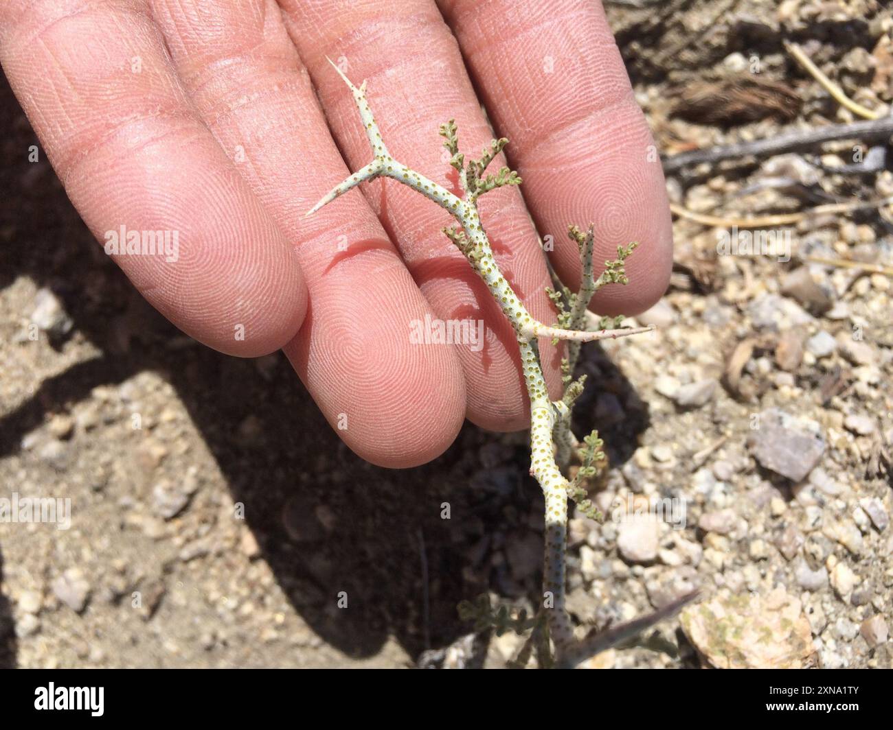 Nevada smokebush (Psorothamnus polydenius) Plantae Stock Photo - Alamy