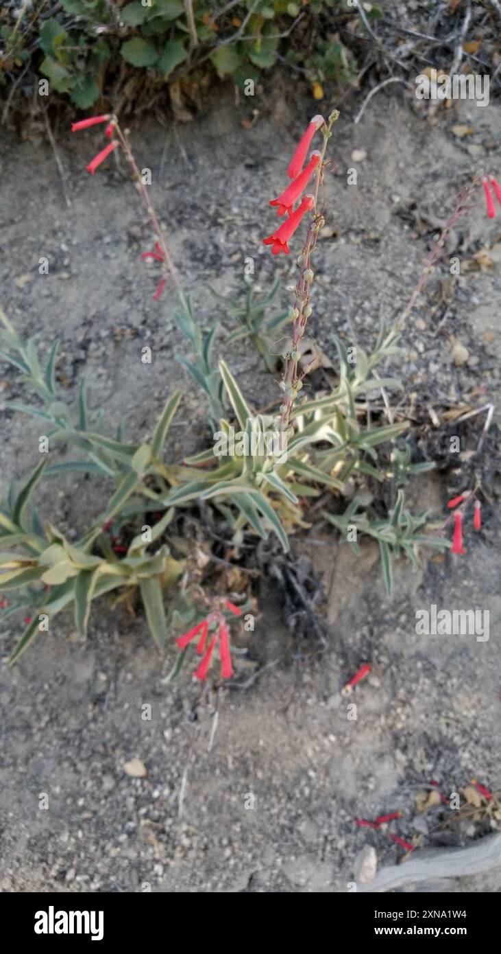 scarlet bugler (Penstemon centranthifolius) Plantae Stock Photo - Alamy