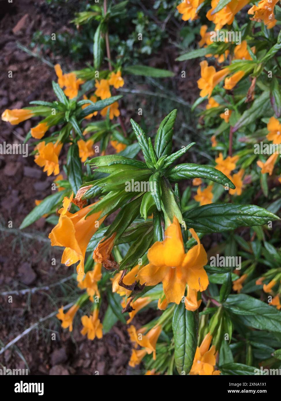 orange bush monkeyflower (Diplacus aurantiacus) Plantae Stock Photo - Alamy