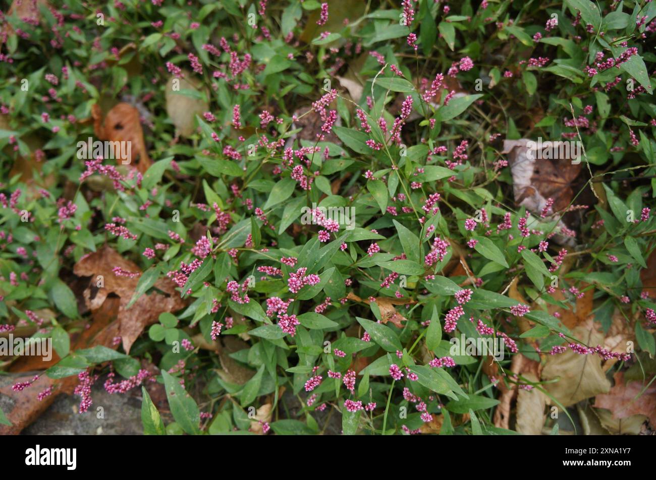 low smartweed (Persicaria longiseta) Plantae Stock Photo - Alamy