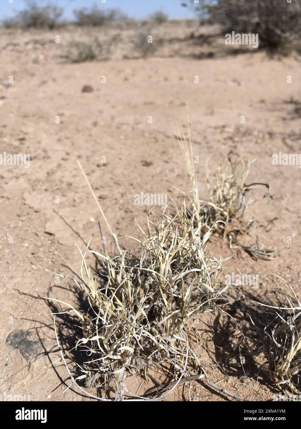 burrograss (Scleropogon brevifolius) Plantae Stock Photo - Alamy