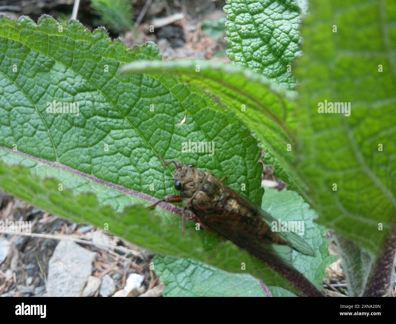 New Forest Cicada (Cicadetta montana) Insecta Stock Photo - Alamy