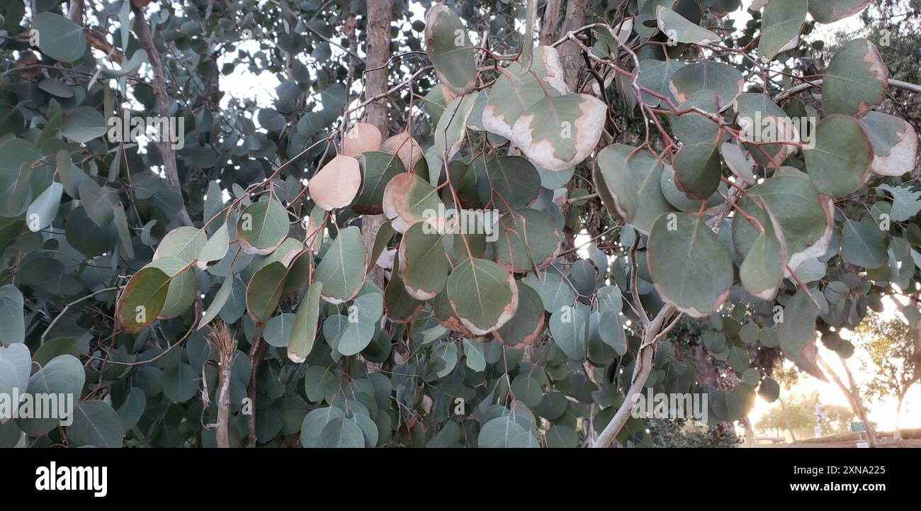 Silver Dollar Gum (Eucalyptus polyanthemos) Plantae Stock Photo - Alamy