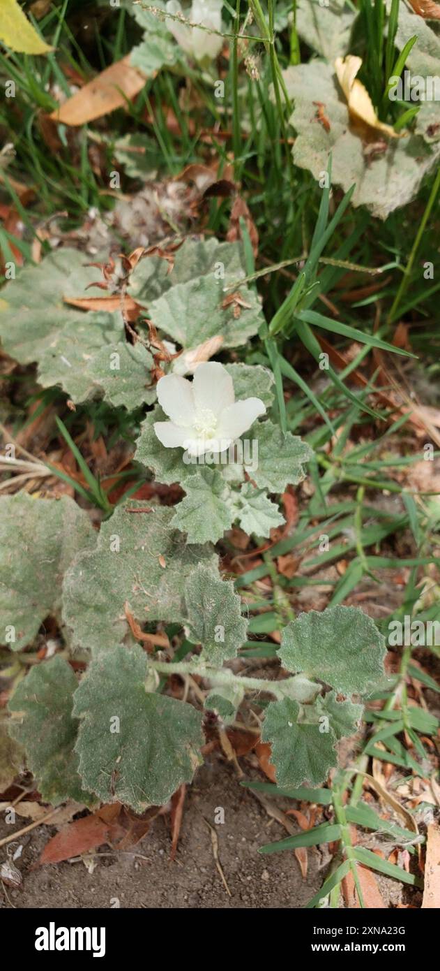 alkali mallow (Malvella leprosa) Plantae Stock Photo - Alamy