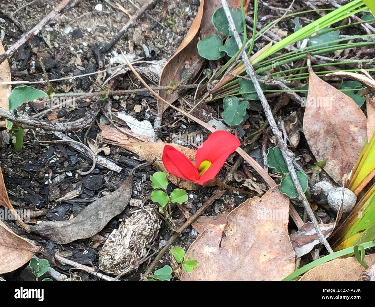 Running postman kennedia hi-res stock photography and images - Alamy