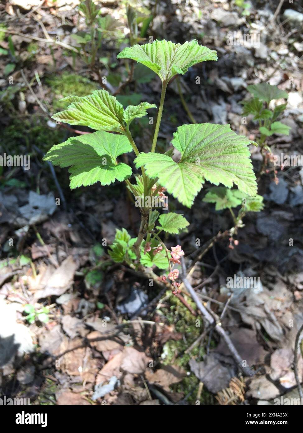 Ribes triste hi-res stock photography and images - Alamy