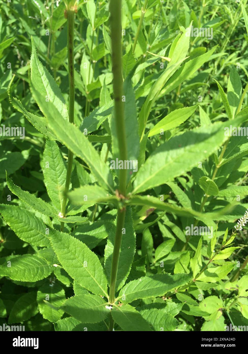 Culver's root (Veronicastrum virginicum) Plantae Stock Photo - Alamy