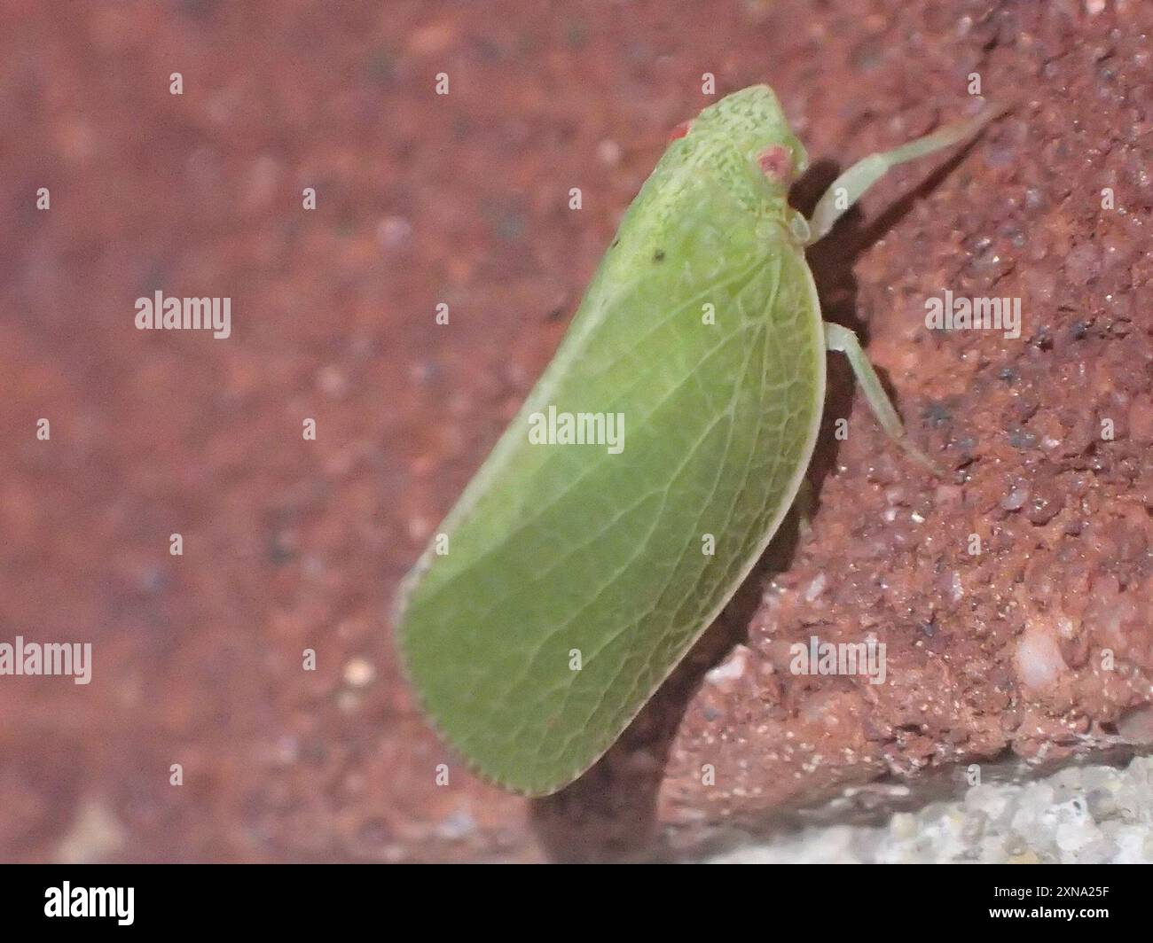 Green Cone-headed Planthopper (Acanalonia conica) Insecta Stock Photo ...