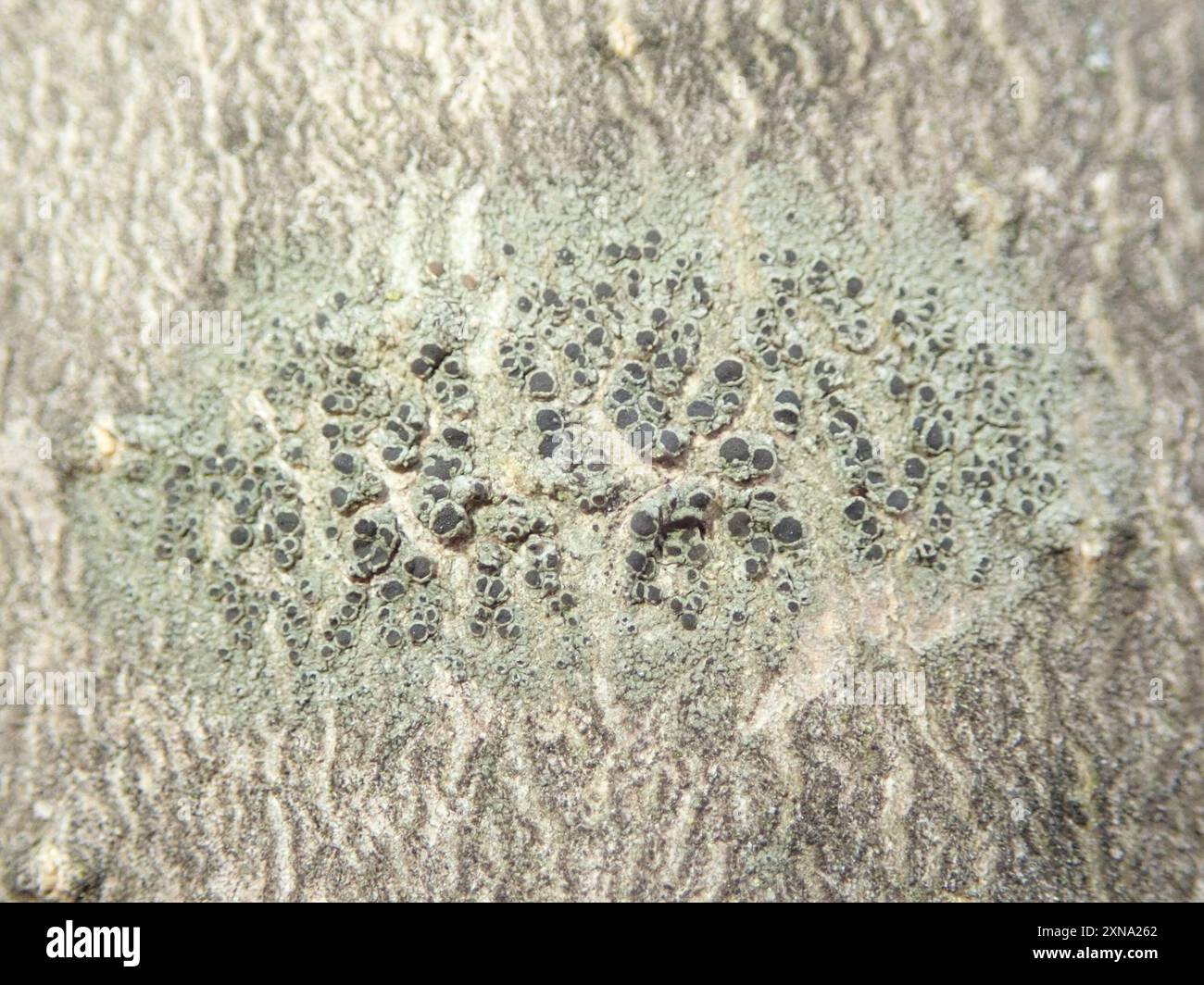 Pepper-Spore Lichens (Rinodina) Fungi Stock Photo - Alamy
