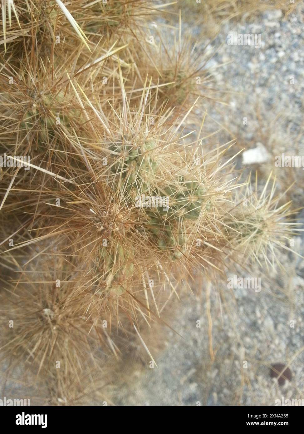 Silver Cholla (Cylindropuntia echinocarpa) Plantae Stock Photo - Alamy