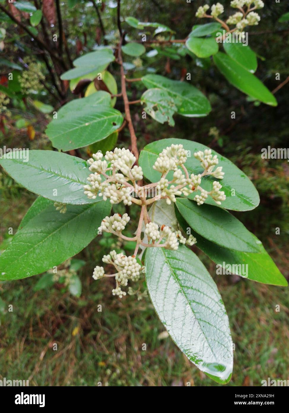 Kumarahou hi-res stock photography and images - Alamy