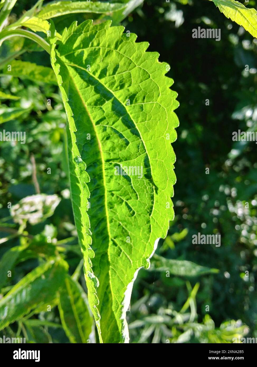plants (Plantae) Plantae Stock Photo - Alamy