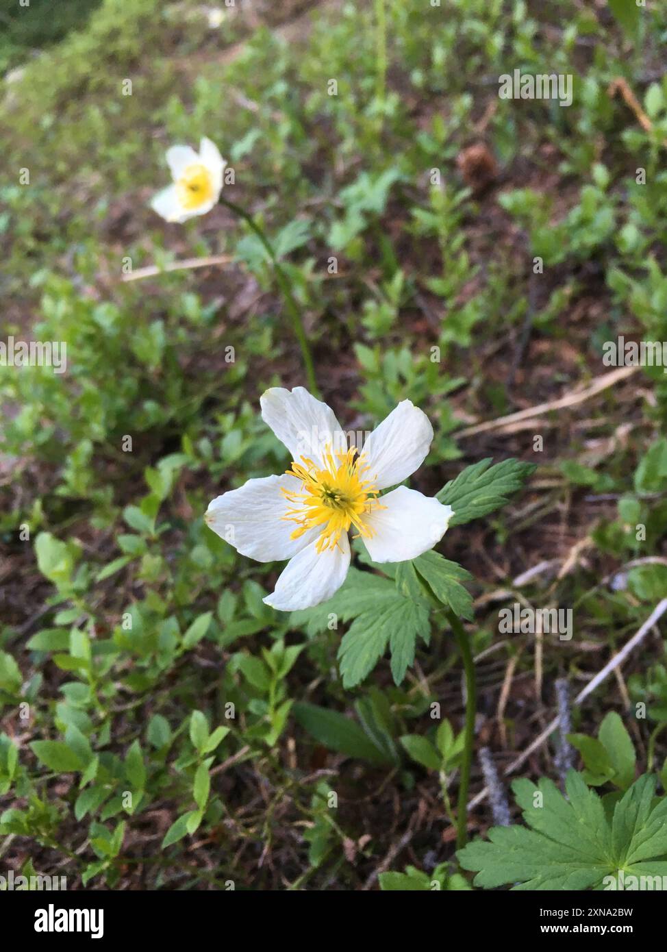 White Globeflower (Trollius laxus albiflorus) Plantae Stock Photo - Alamy