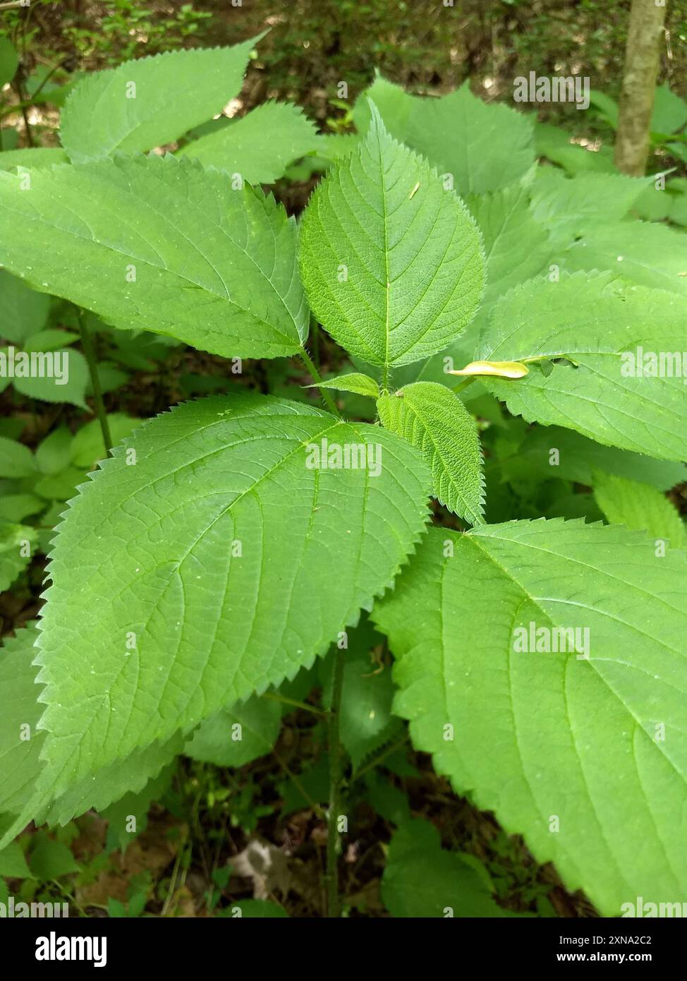 wood nettles (Laportea) Plantae Stock Photo - Alamy