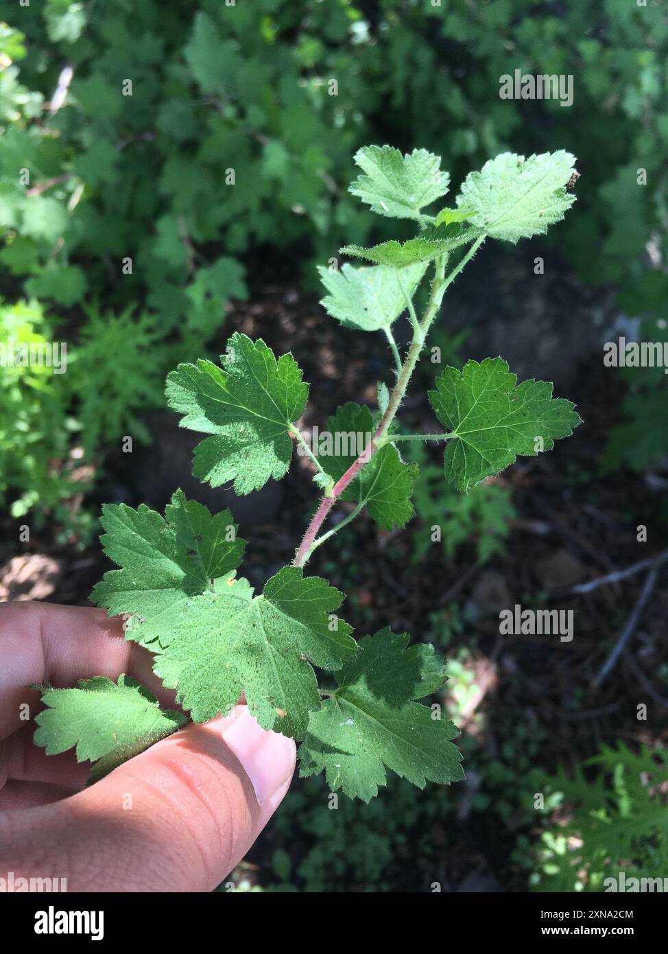 (Ribes mescalerium) Plantae Stock Photo - Alamy