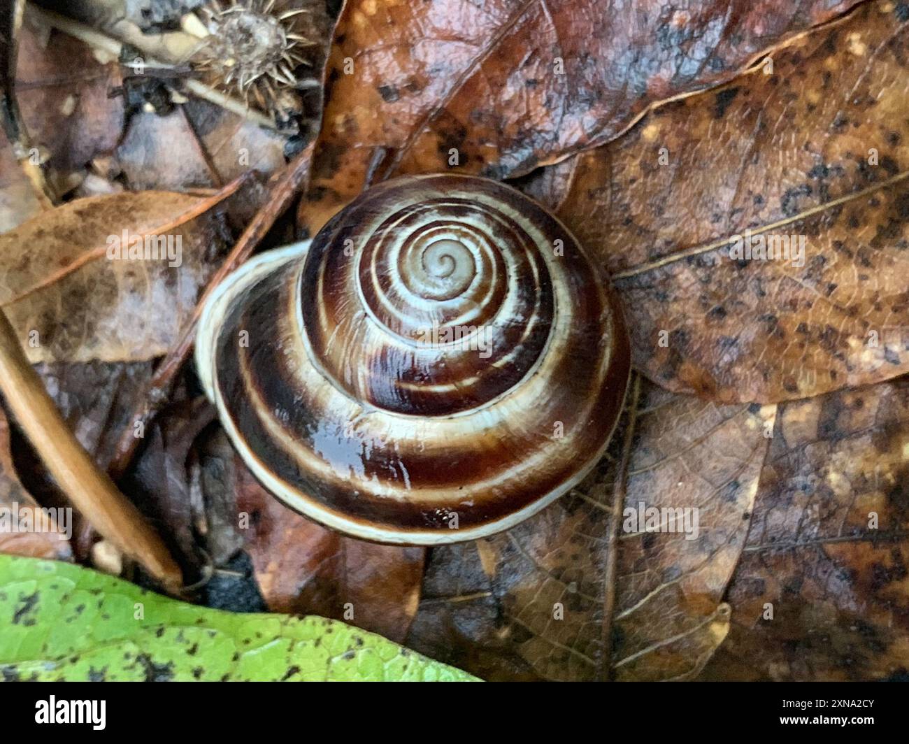Milk Snail (Otala lactea) Mollusca Stock Photo - Alamy
