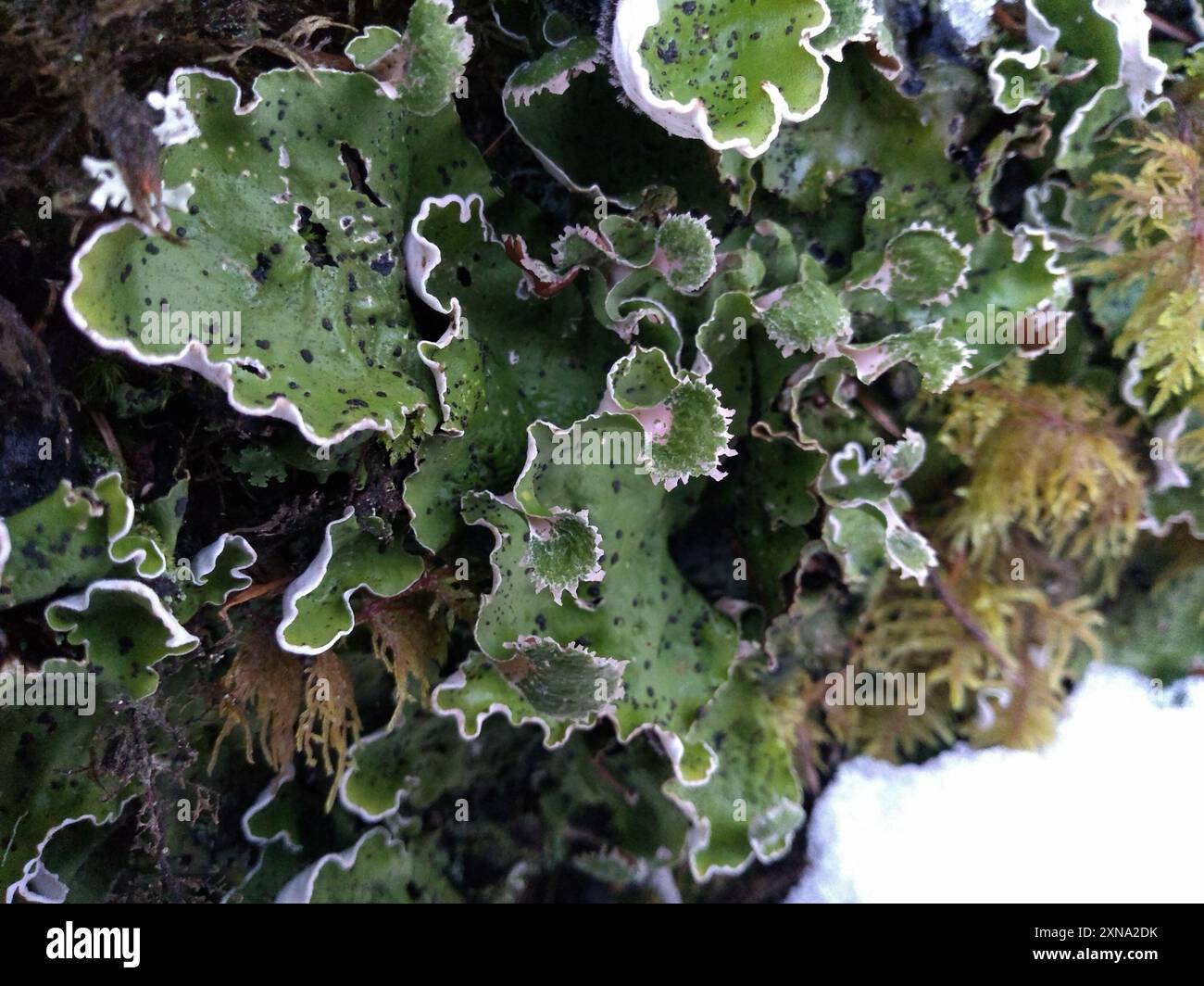 freckled pelt lichen (Peltigera aphthosa) Fungi Stock Photo - Alamy