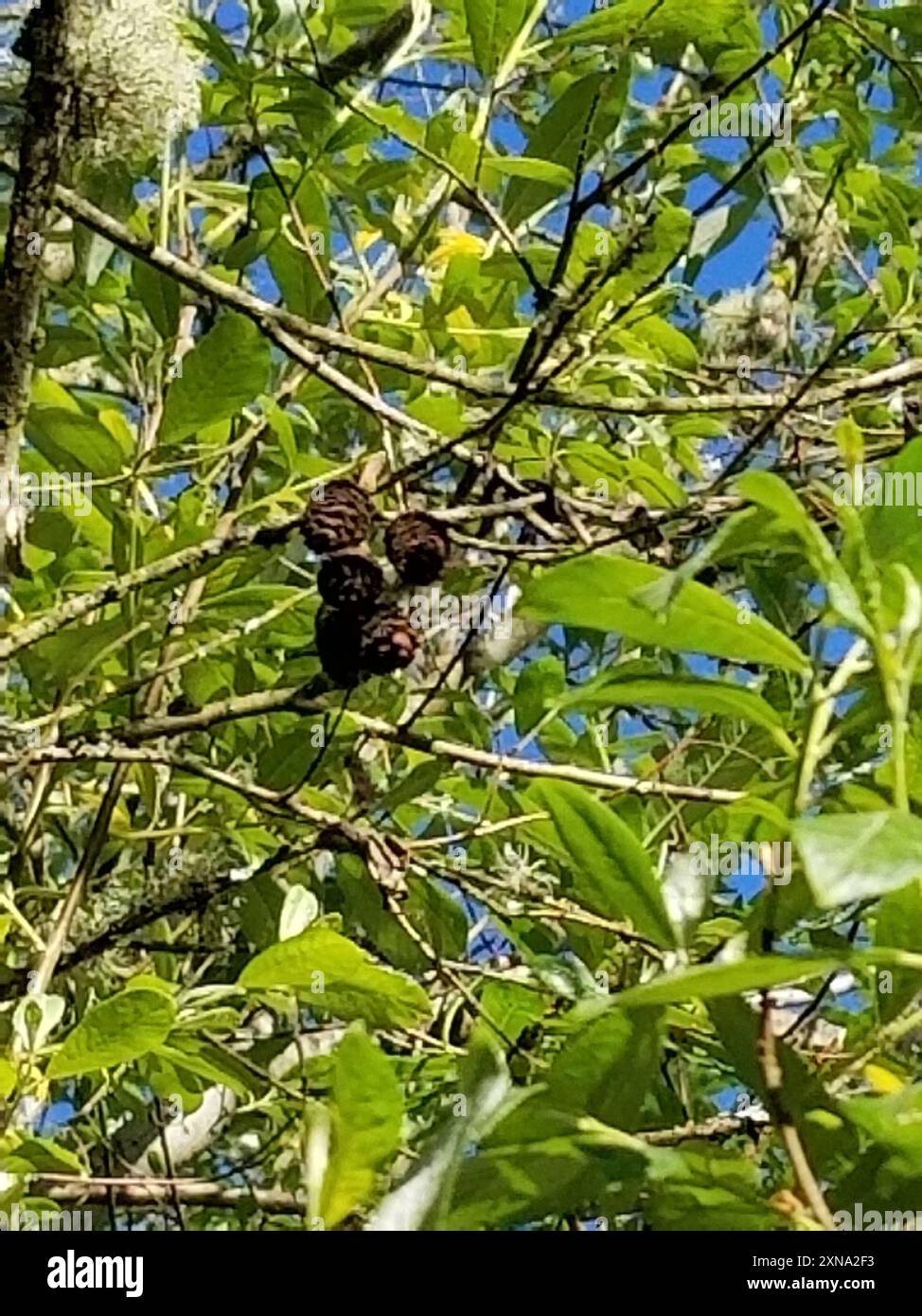 Red Alder (Alnus rubra) Plantae Stock Photo - Alamy