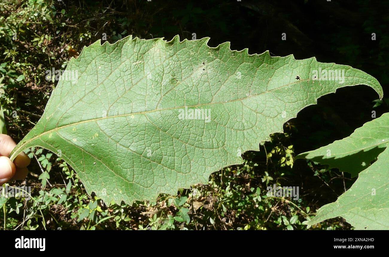 frostweed (Verbesina virginica) Plantae Stock Photo - Alamy