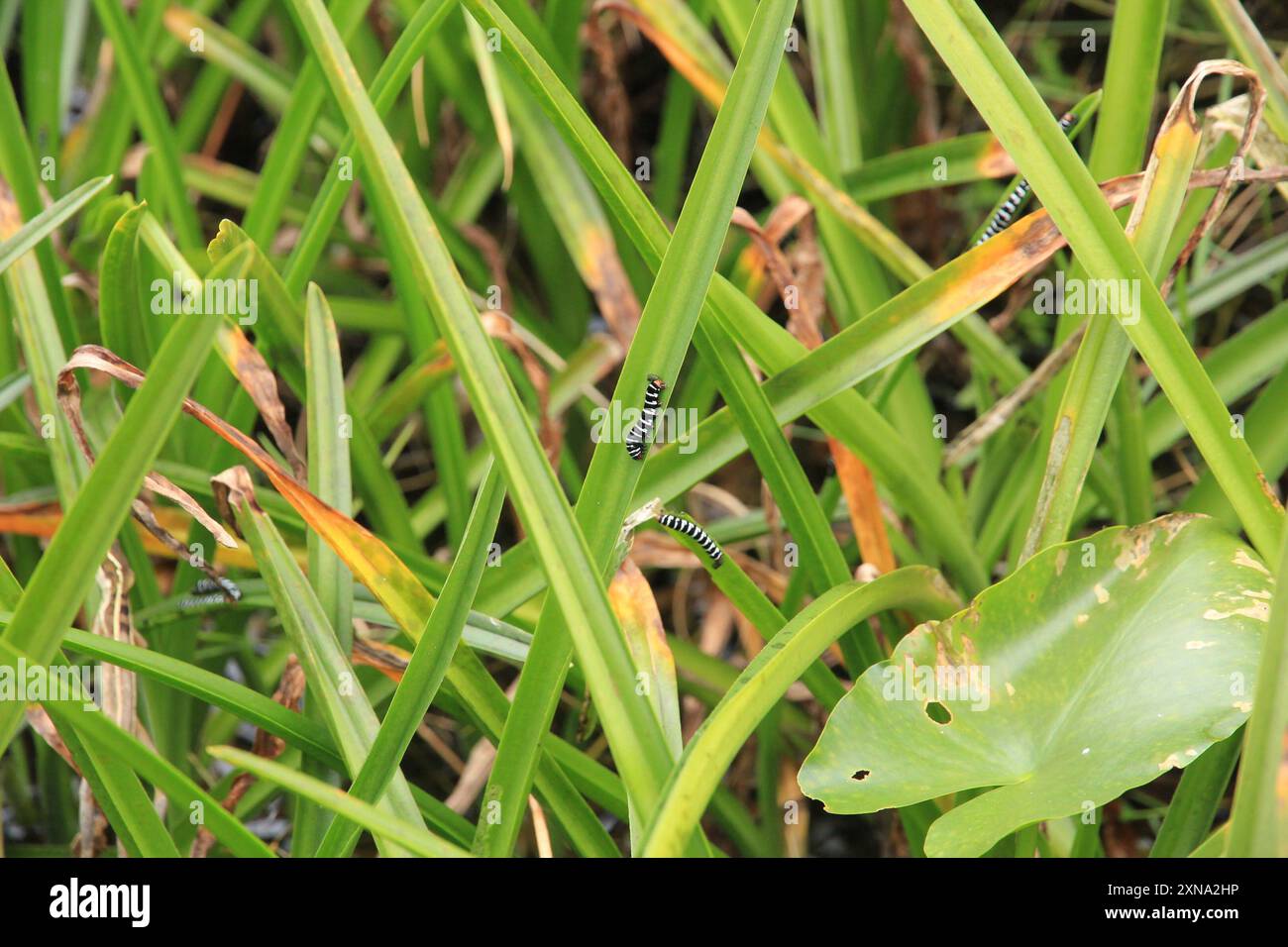 Spanish Moth (Xanthopastis regnatrix) Insecta Stock Photo - Alamy