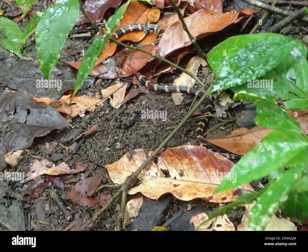 Allen's Coralsnake (Micrurus alleni) Reptilia Stock Photo - Alamy