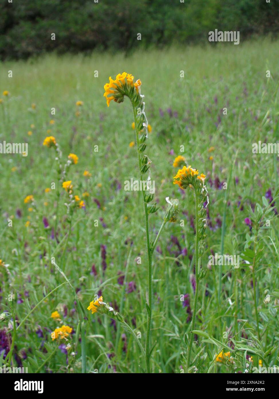 Common Fiddleneck (Amsinckia menziesii) Plantae Stock Photo - Alamy