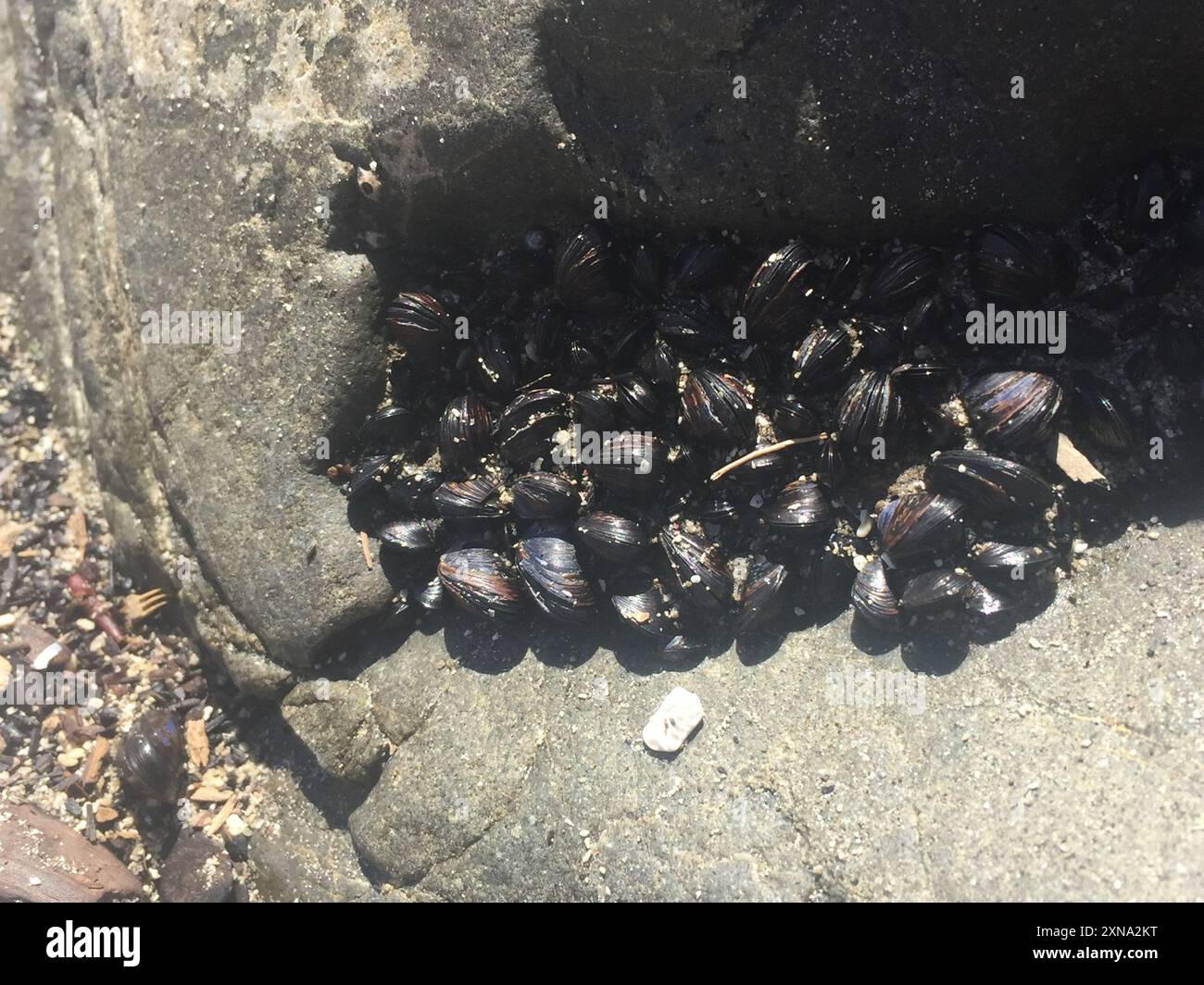 Little Black Mussel (Xenostrobus neozelanicus) Mollusca Stock Photo - Alamy