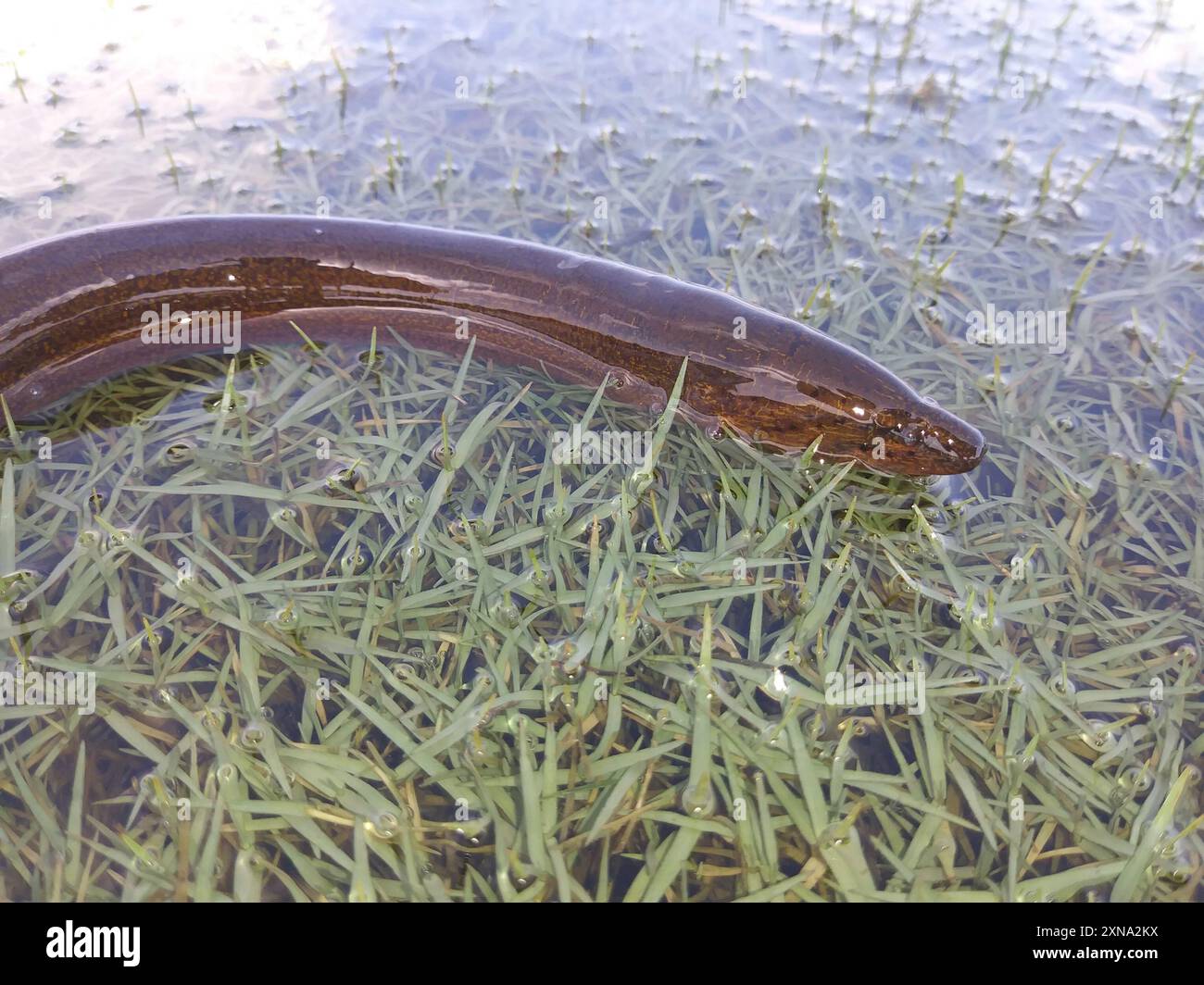 Asian Swamp Eel (Monopterus albus) Actinopterygii Stock Photo - Alamy