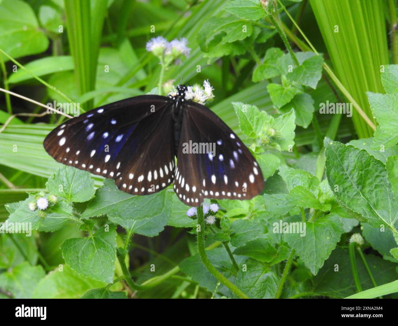 Blue spotted crow butterfly hi-res stock photography and images - Alamy