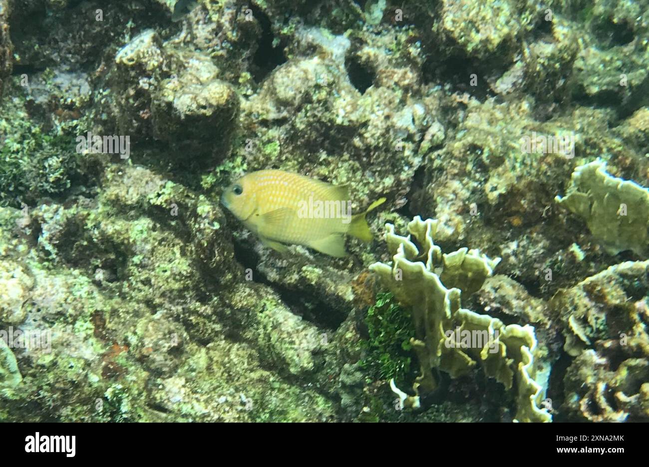 Yellowtail Damselfish (Microspathodon chrysurus) Actinopterygii Stock ...