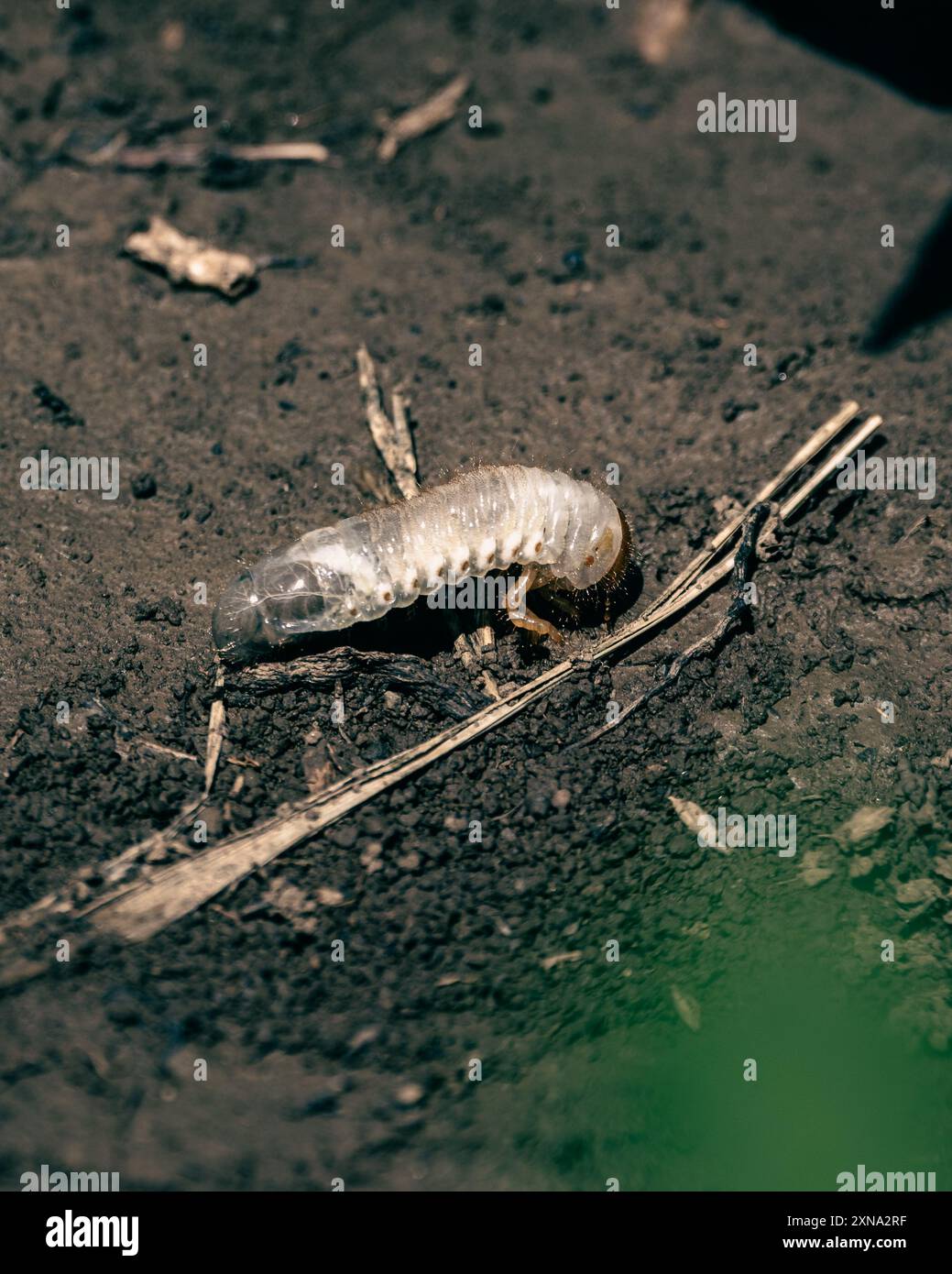 A beautiful day in the garden with small surprises at the plants ...