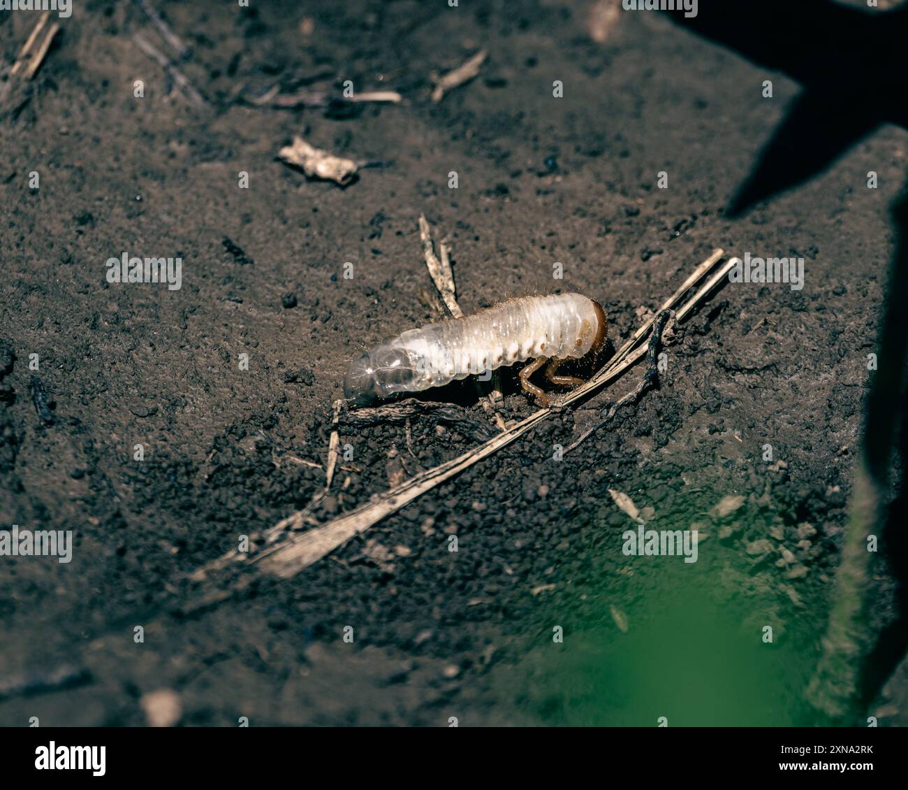 A beautiful day in the garden with small surprises at the plants ...