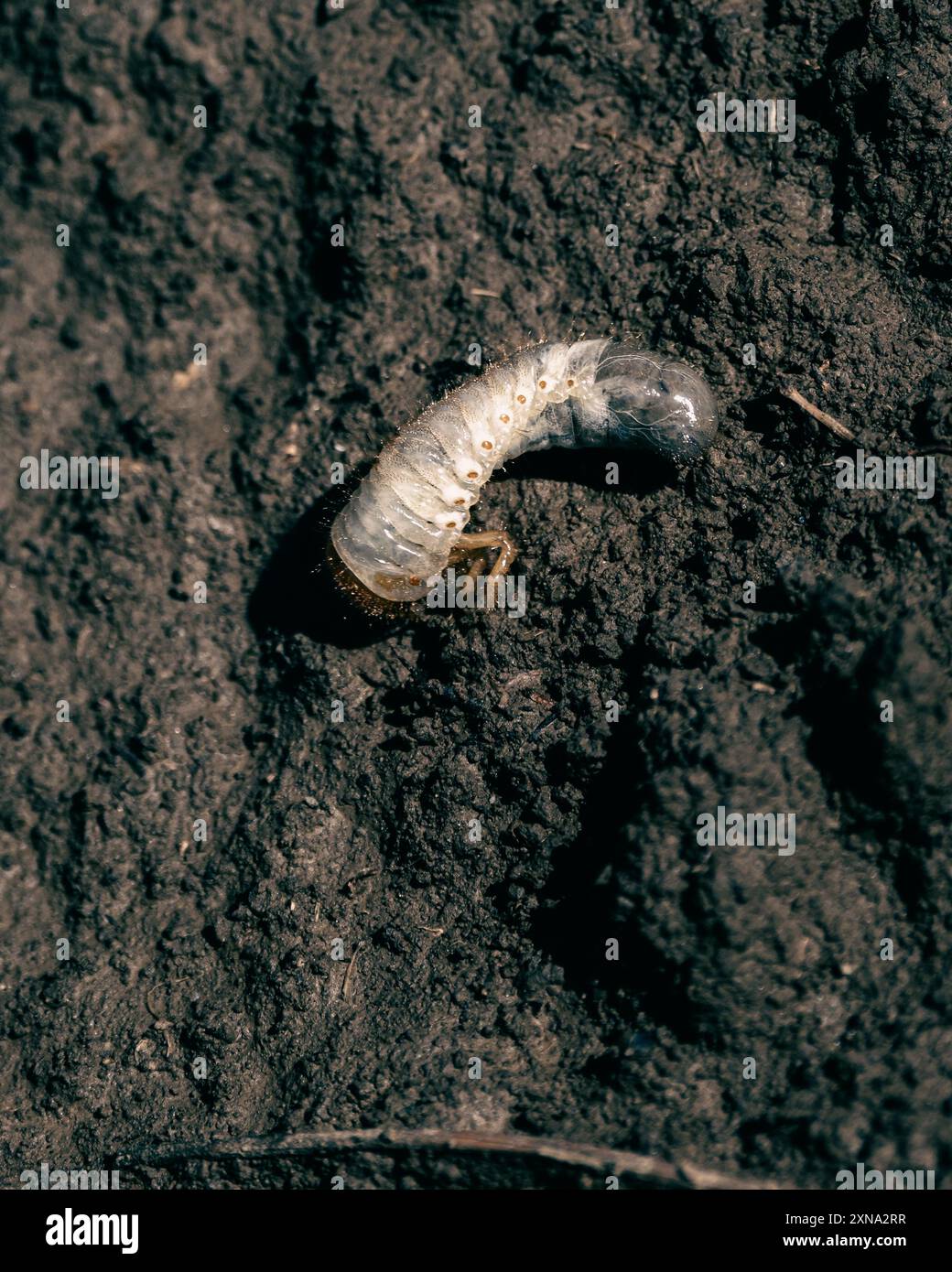 Scarabaeidae plants hi-res stock photography and images - Alamy