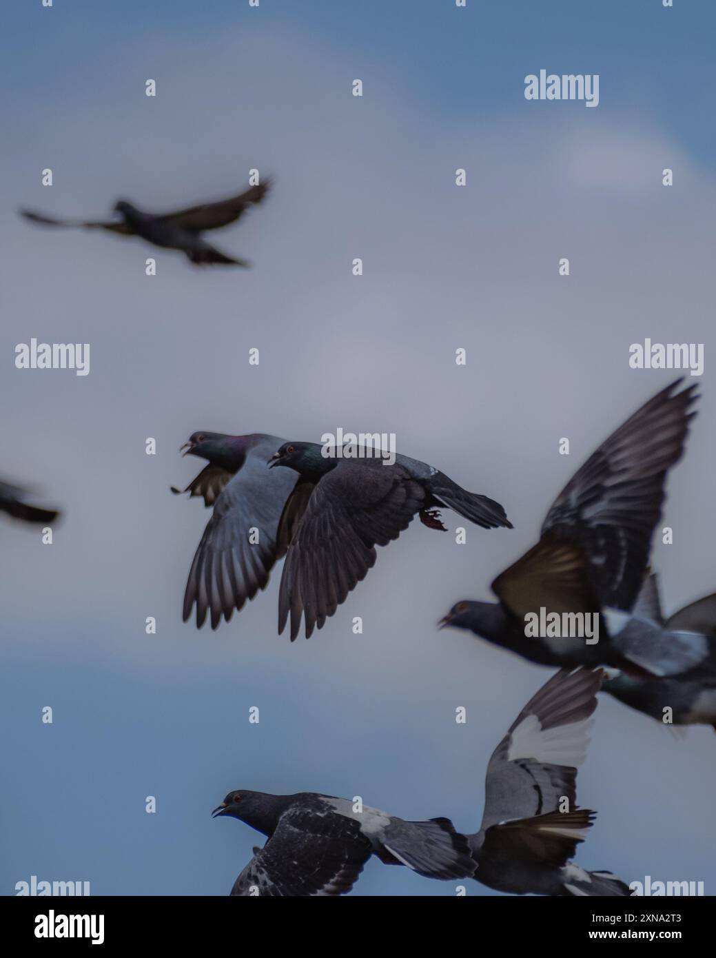 Lots of pigeons hi-res stock photography and images - Alamy