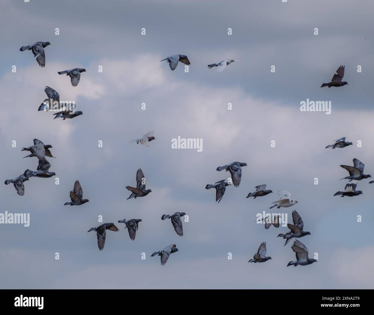 Lots of pigeons hi-res stock photography and images - Alamy