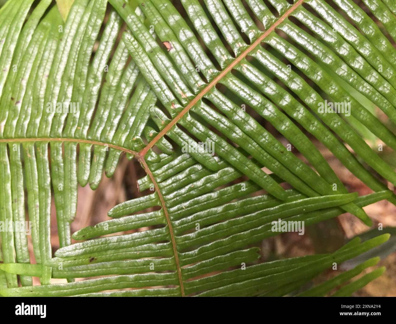 umbrella ferns (Sticherus) Plantae Stock Photo - Alamy